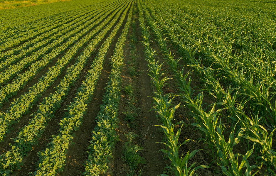 The Soybean-Corn Ratio in 2022 - CME Group