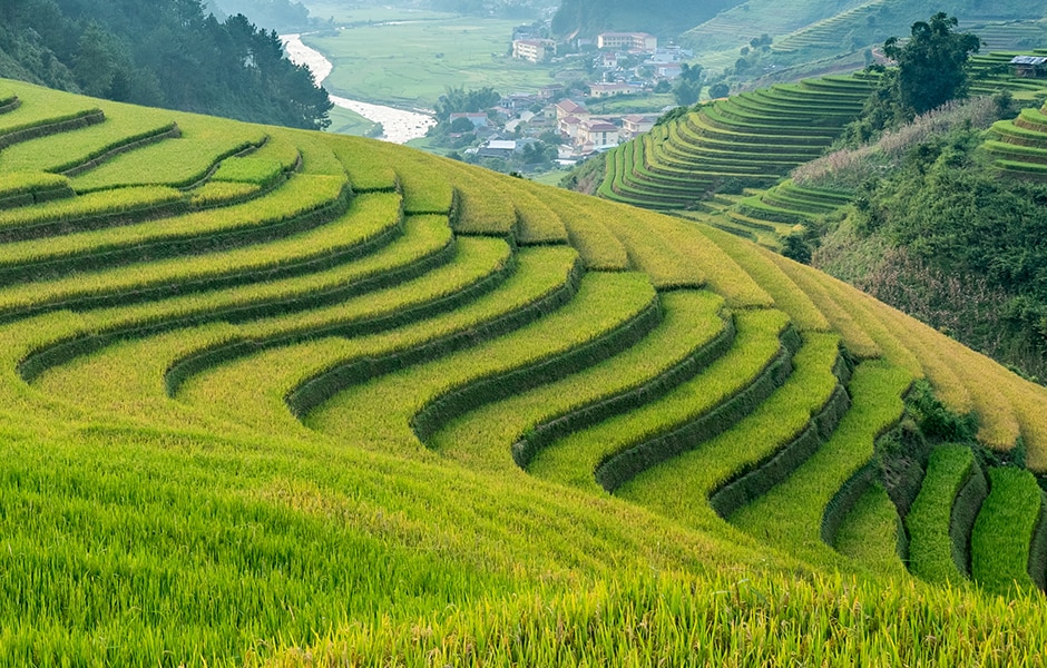A Rough Rice Retrospective: Supply and Demand in 2022 - CME Group