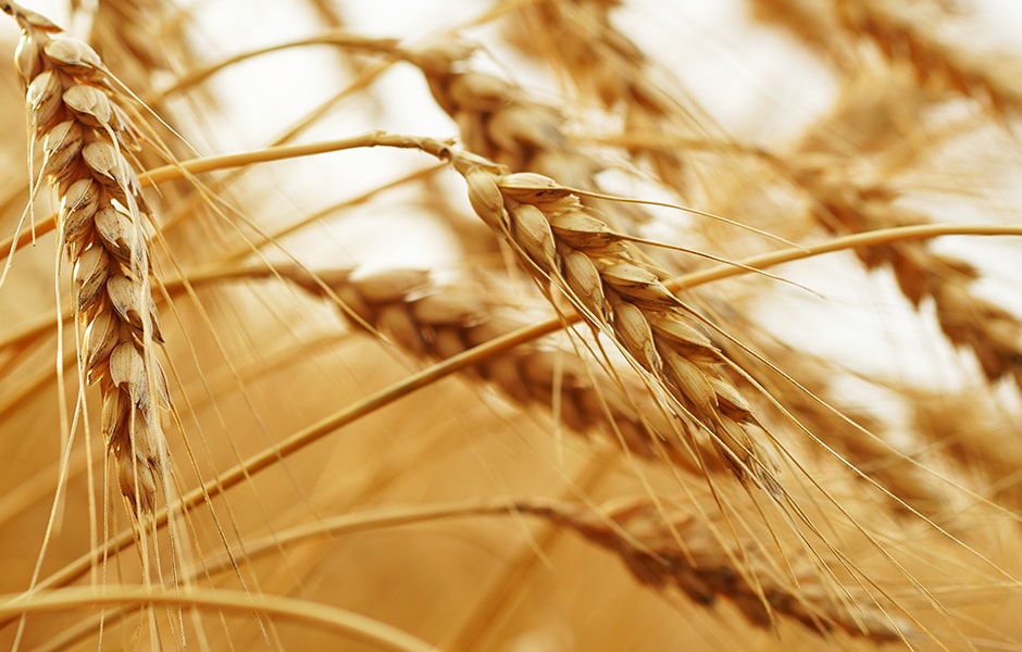 FAQ: Hard Red Spring Wheat futures and options - CME Group