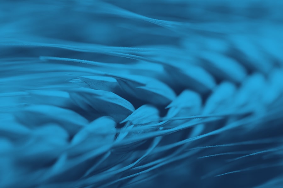 FAQ: Black Sea Wheat CVB (Argus) Futures and Options - CME Group