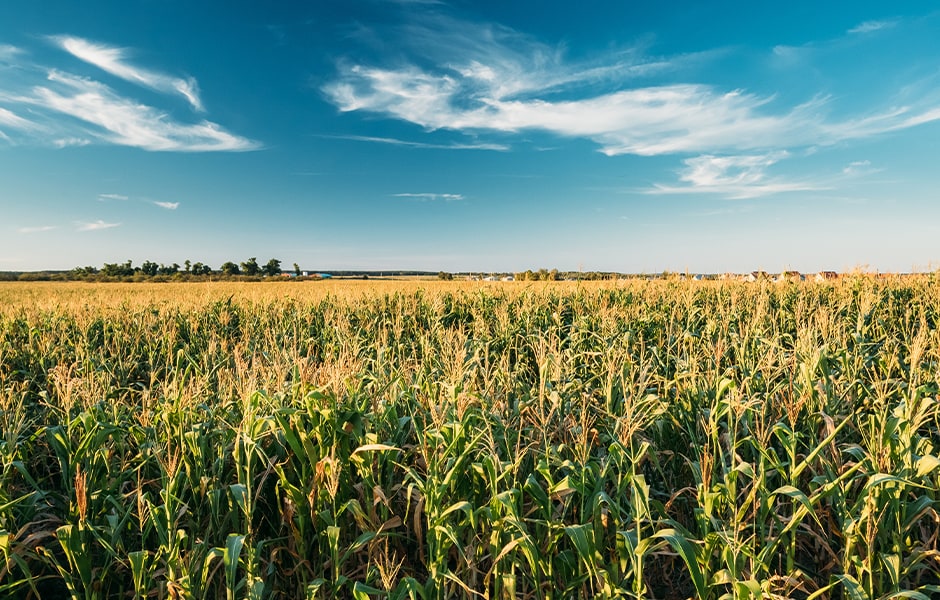 Black Sea Corn grows as regional benchmark - CME Group