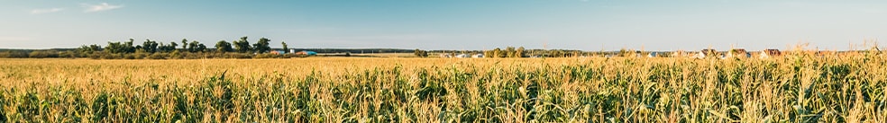 Black Sea Corn grows as regional benchmark - CME Group