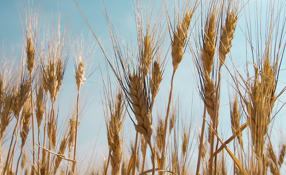 Canadian Wheat futures product overview - CME Group