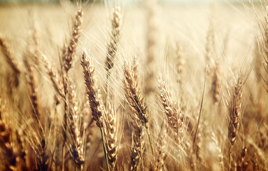 Geopolitical Tensions Underpin Black Sea Wheat - CME Group
