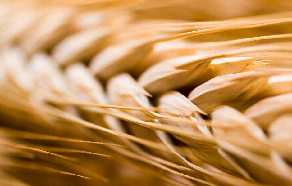 Black Sea Wheat (CVB) Financially Settled (Argus) Overview - CME Group