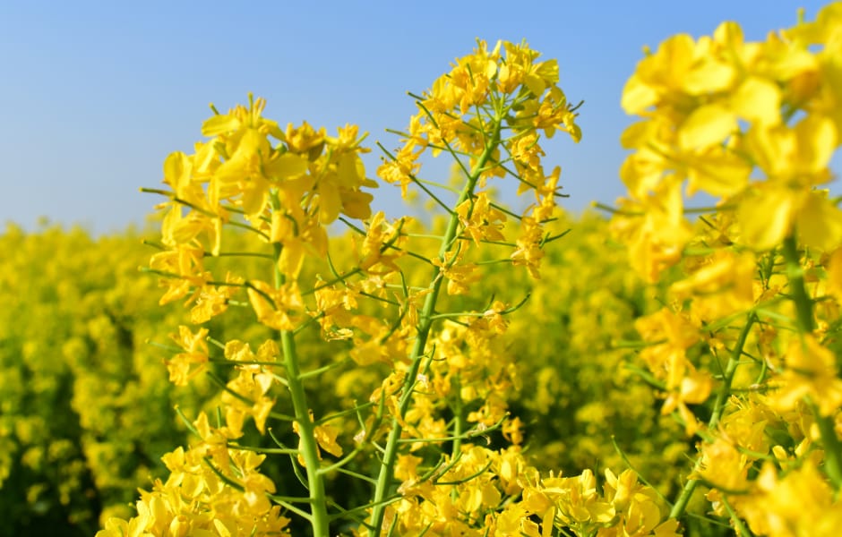 European FOB Dutch Mill Rapeseed Oil (Argus) Overview - CME Group