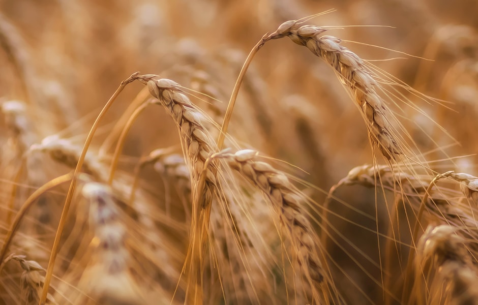 Spring Wheat Overview - CME Group