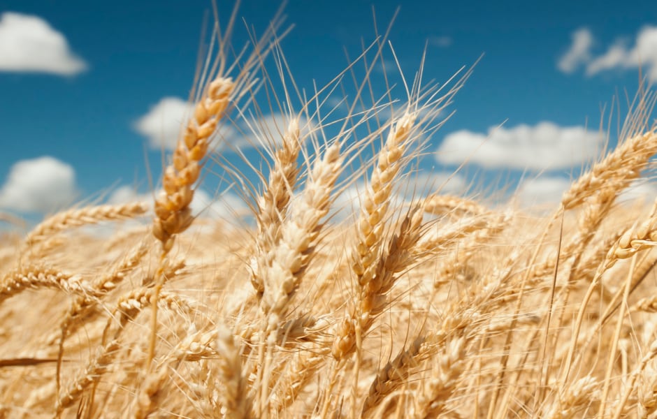 Micro Wheat Overview - CME Group