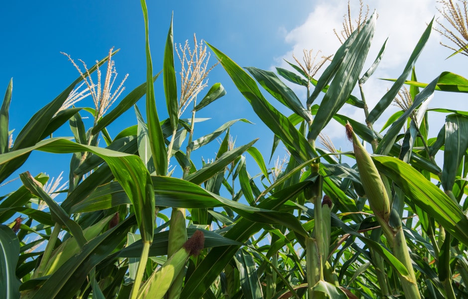 Micro Corn Overview - CME Group