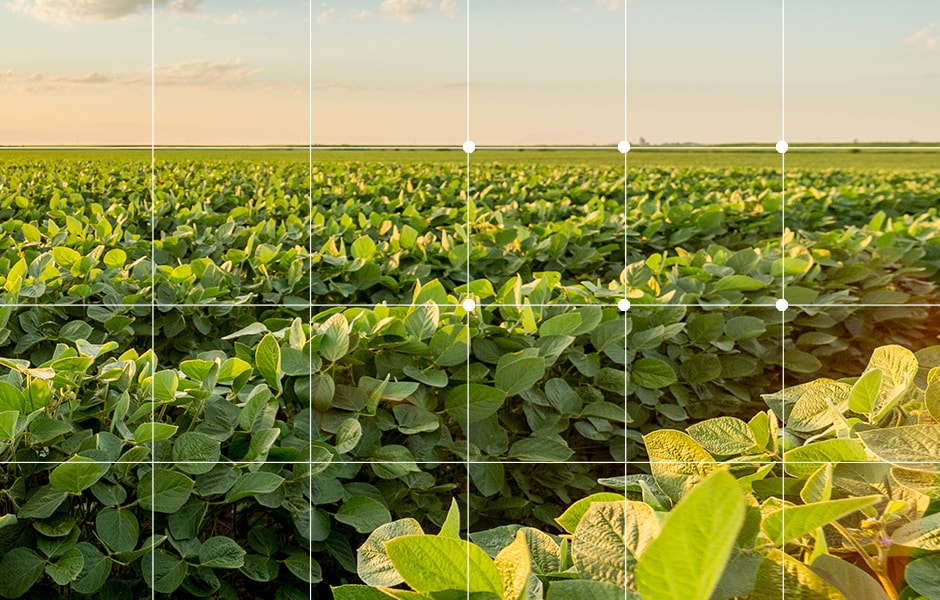 Negociação de Futuros de Soja Sul-Americana - CME Group